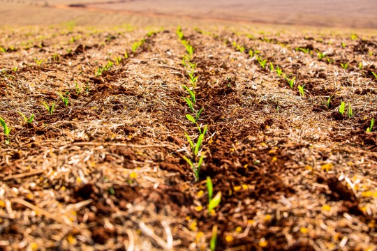 Bosch BASF Smart Farming agora é ONE SMART SPRAY - Bosch Media Service ...